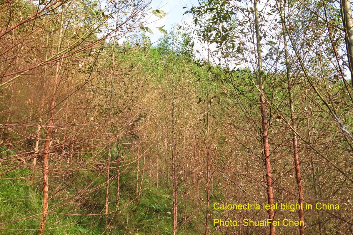 Forest Threats