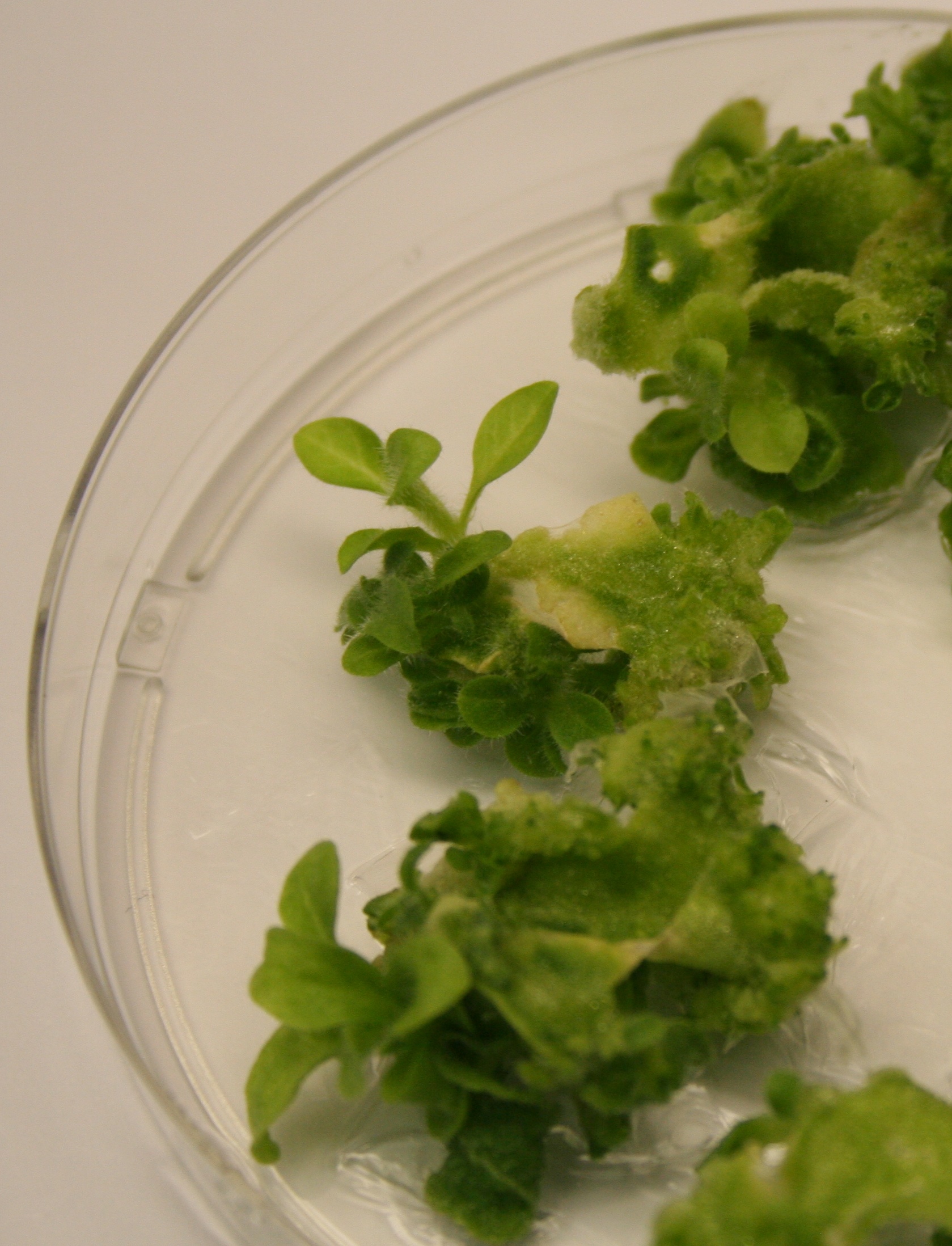 Tissue Culture Diy at Rose Longstaff blog