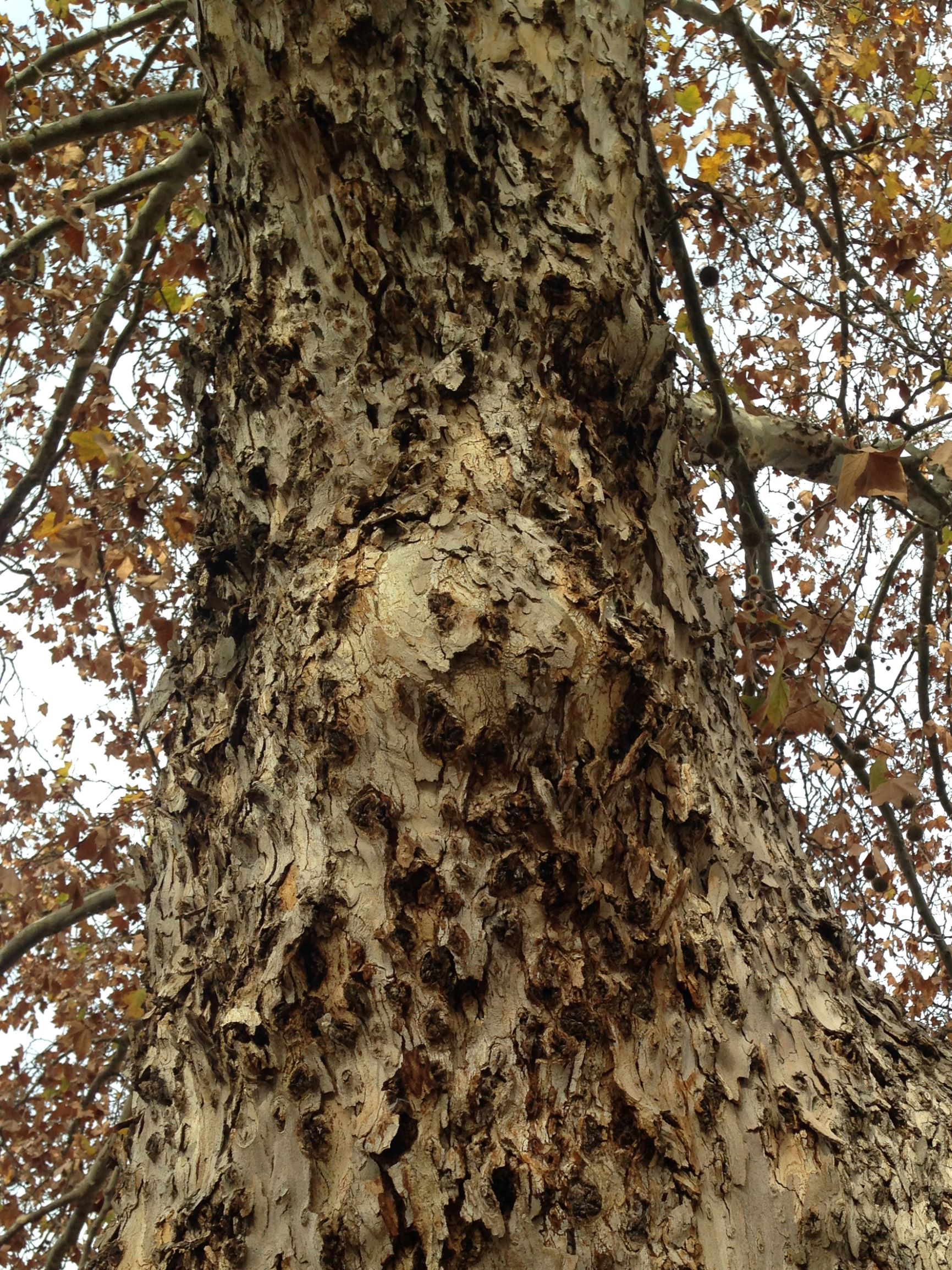 Forestry and Agricultural Biotechnology Institute