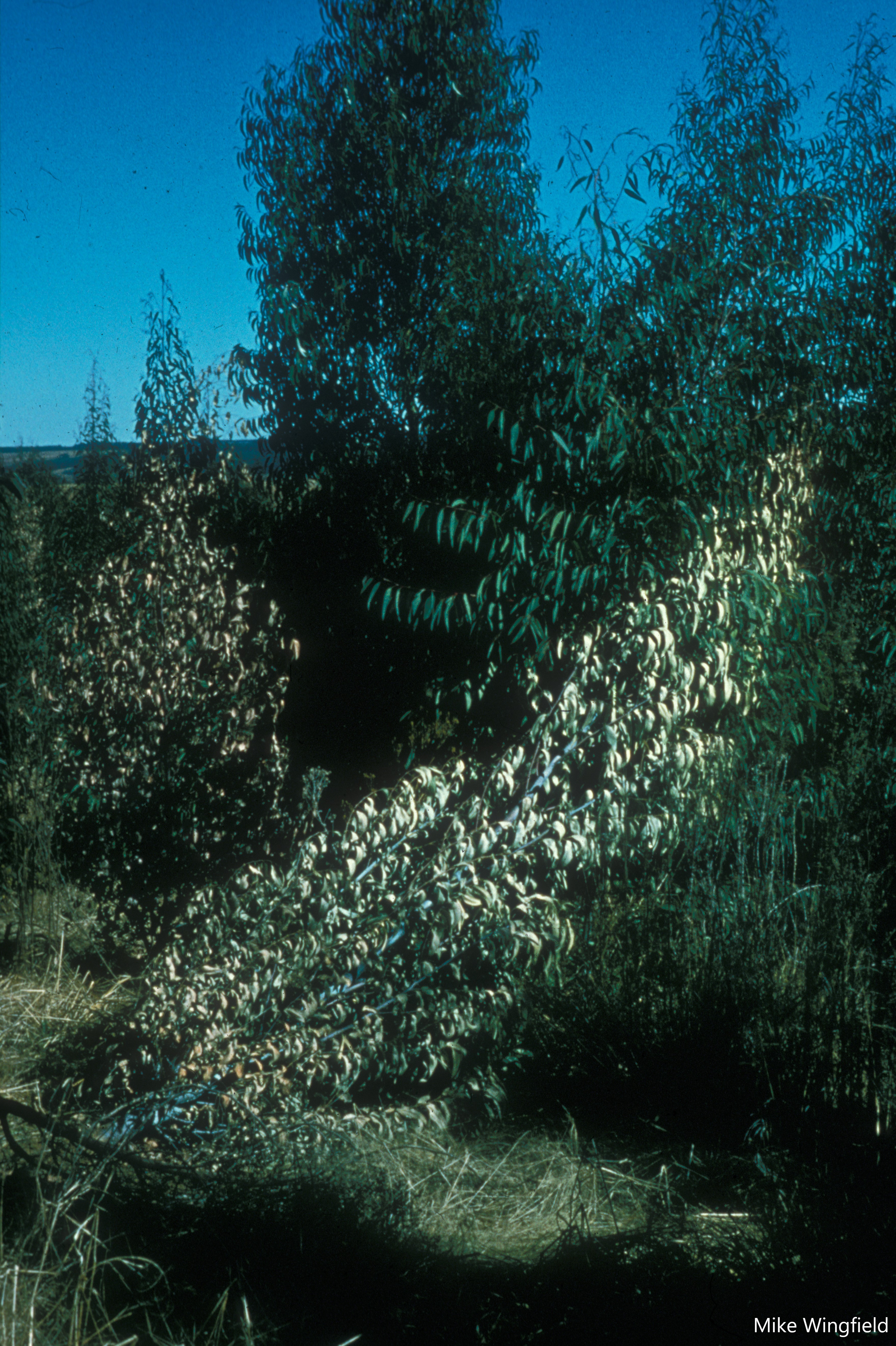 Forest Threats